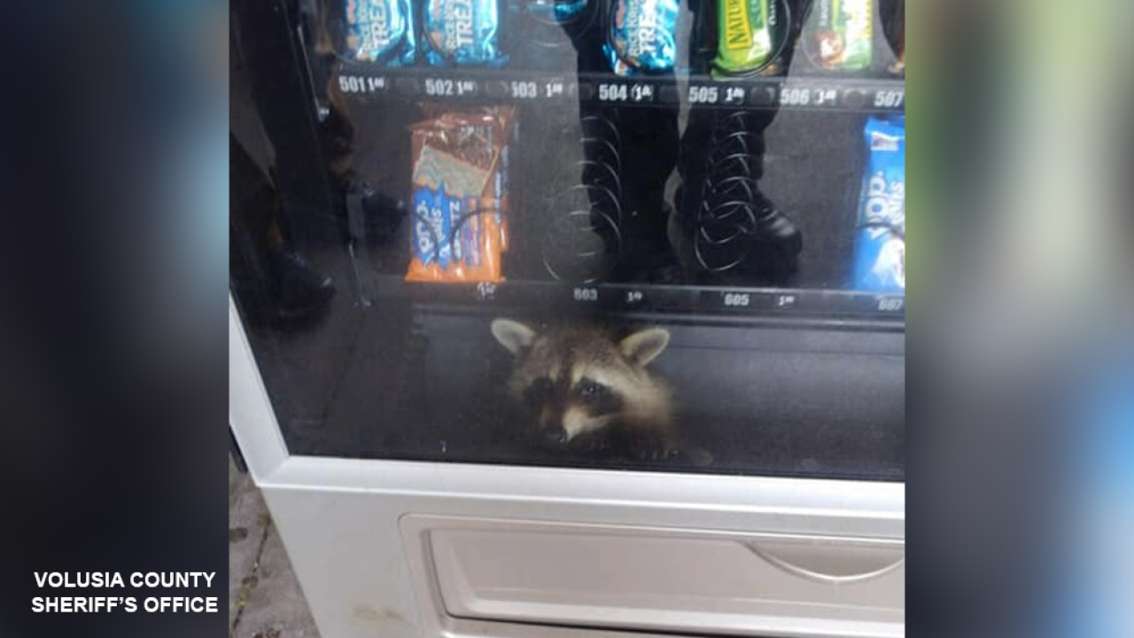 Busted! Raccoon spotted 'breaking into' vending machine at a Florida ...
