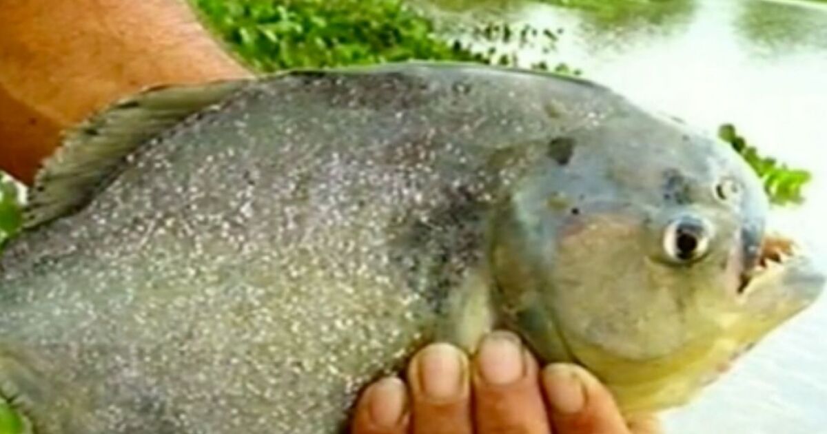 Dozens Injured In Rare Mass Piranha Attack In Argentina (VIDEO)
